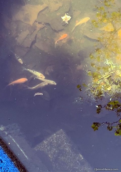 New baby koi fish for Studio Gardens - Jaime Haney Art